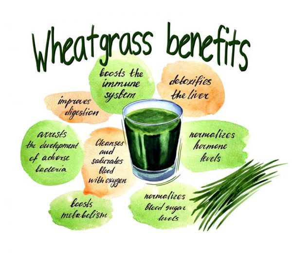 What Is Wheatgrass? How to Make a Wheatgrass Smoothie